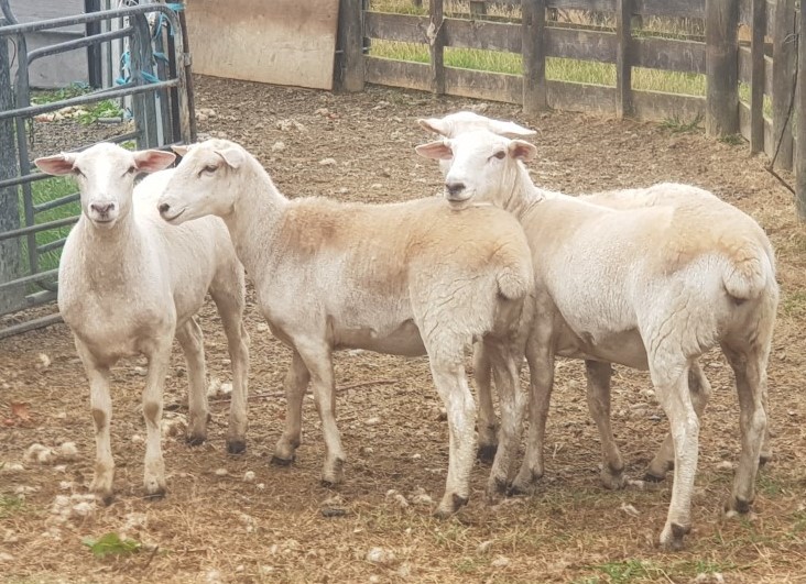 Shedding Sheep - Introduction and Benefits - Glenlands Farm
