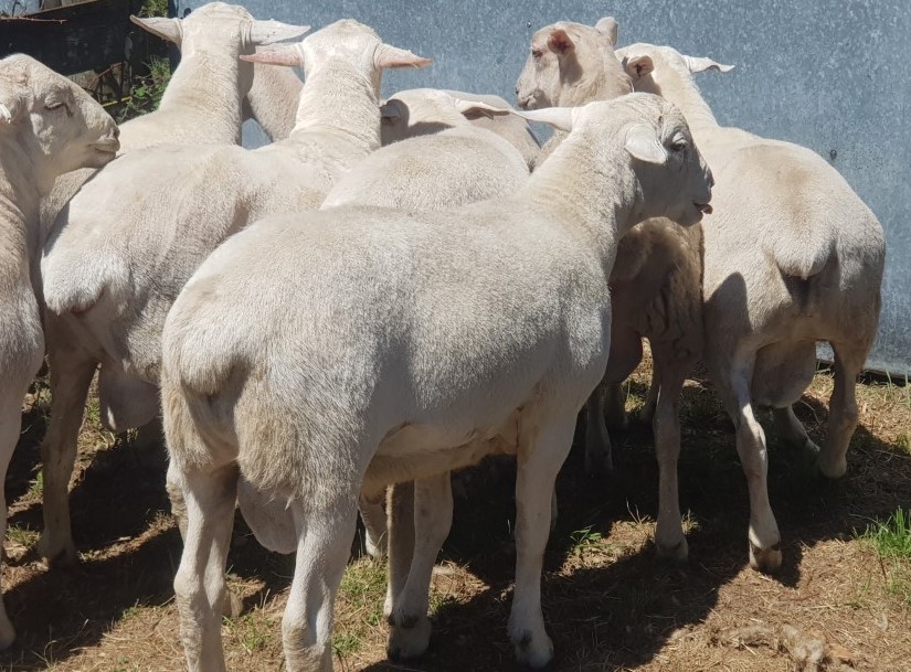Shedding Sheep - Introduction and Benefits - Glenlands Farm