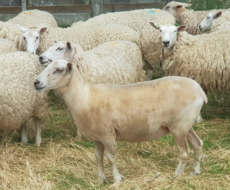 Shedding Sheep - Introduction and Benefits - Glenlands Farm