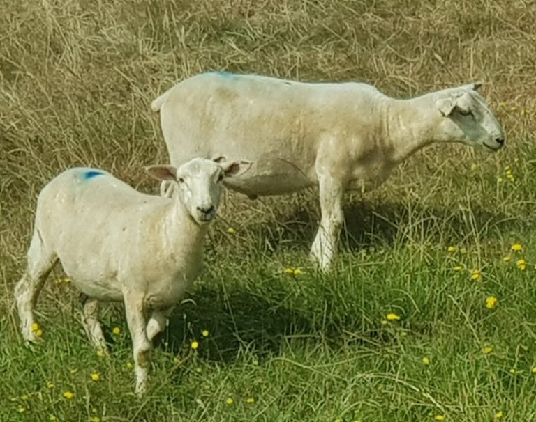 Shedding Sheep - Introduction and Benefits - Glenlands Farm