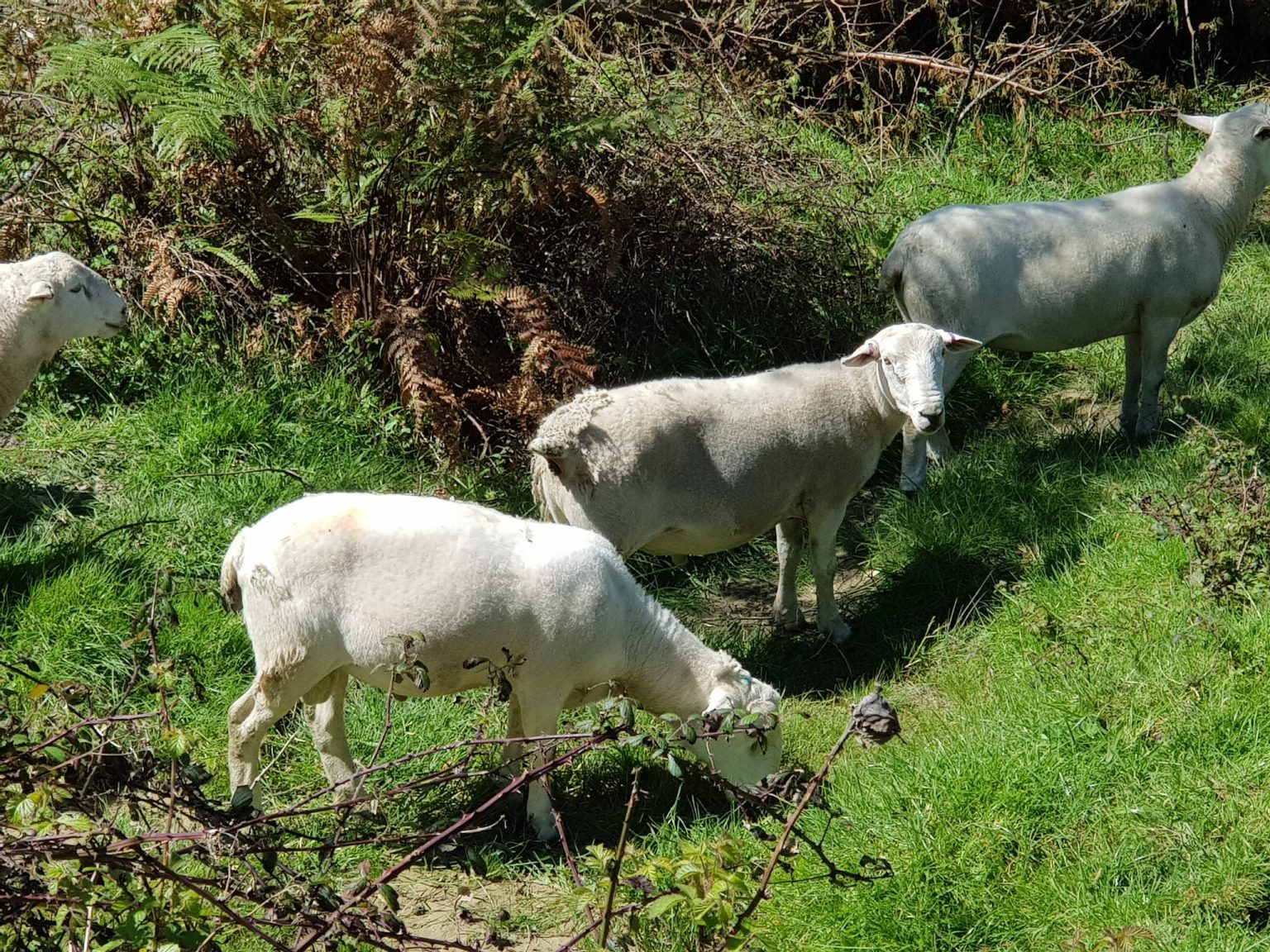 SheepMaster Breed, The future of Farming - Ram Sale 2023 - Glenlands Farm