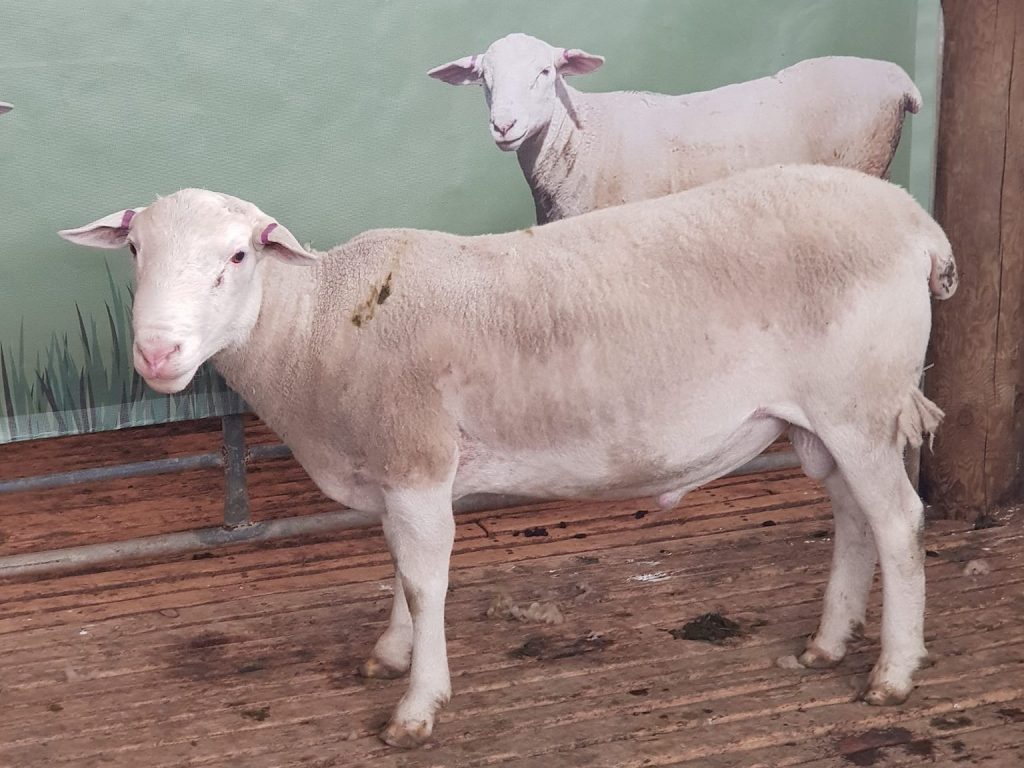 SheepMaster Breed, The future of Farming - Ram Sale 2023 - Glenlands Farm