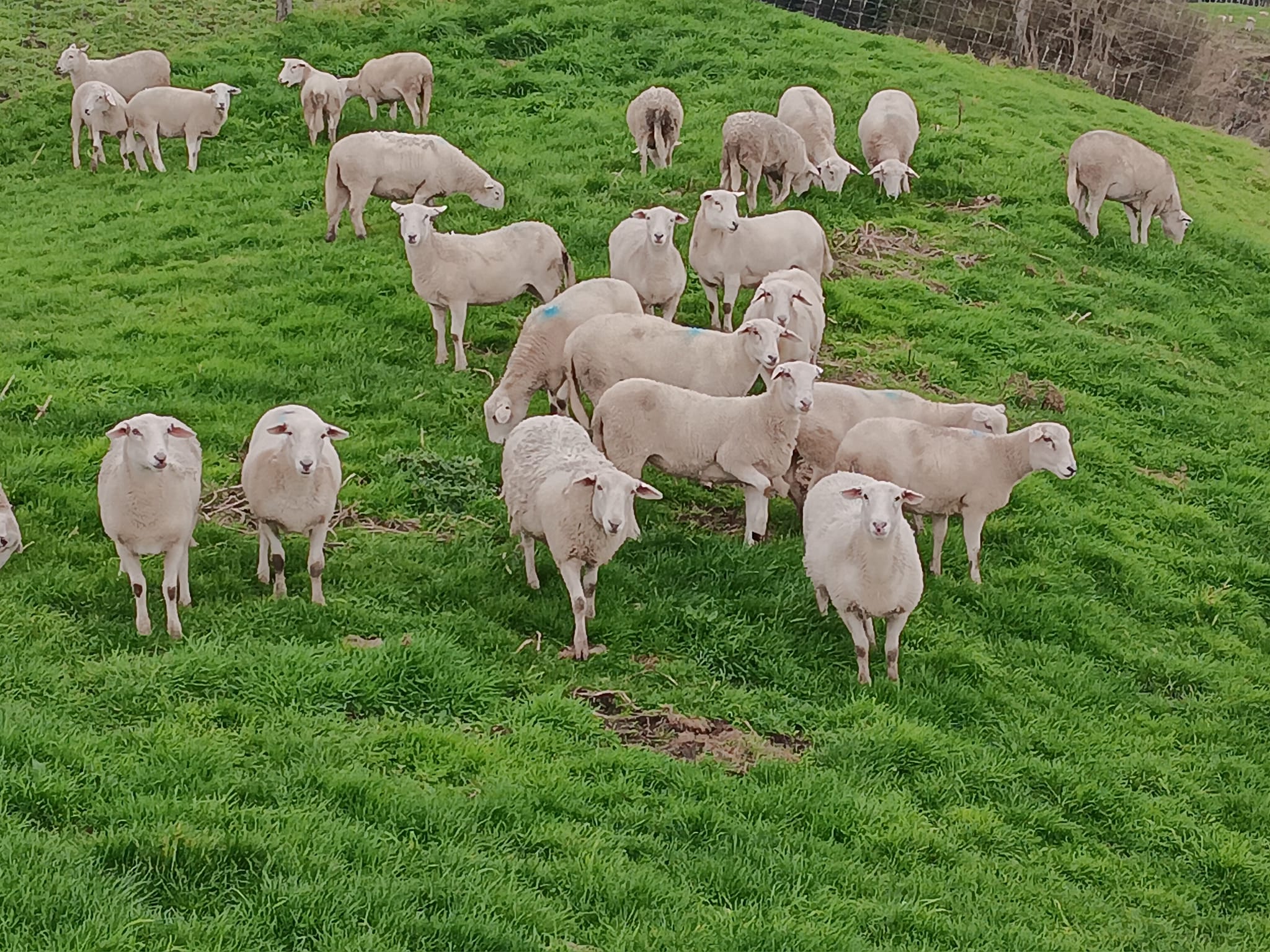 SheepMaster Breed, The future of Farming - Ram Sale 2023 - Glenlands Farm