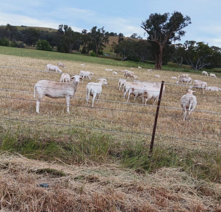 Upcoming SheepMaster Ram Sale +Ewe Lamb Sale - 28th November 2024 ...