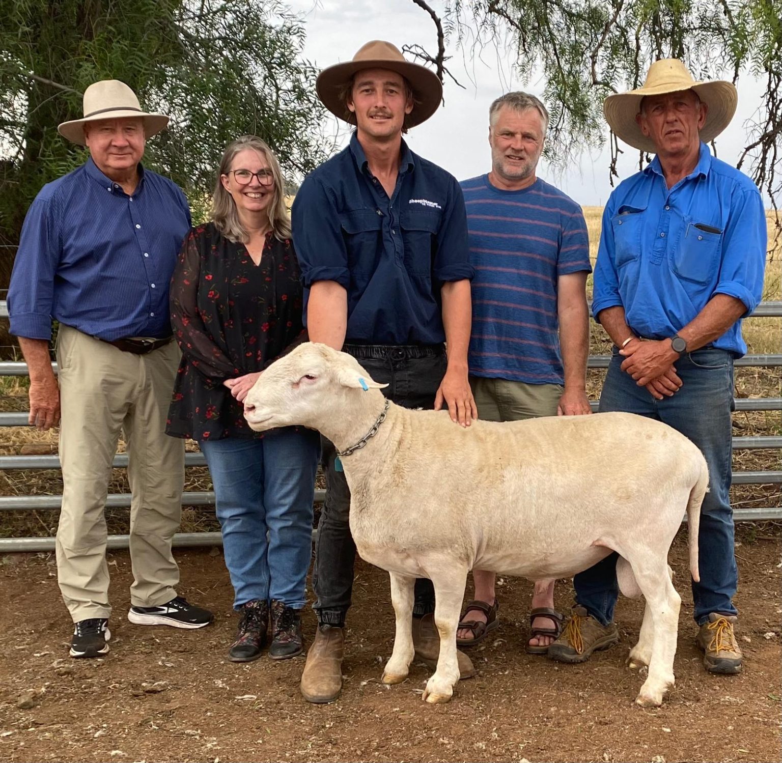 Glenlands SheepMaster 2025 Ram & Ewe Sale - Glenlands Farm