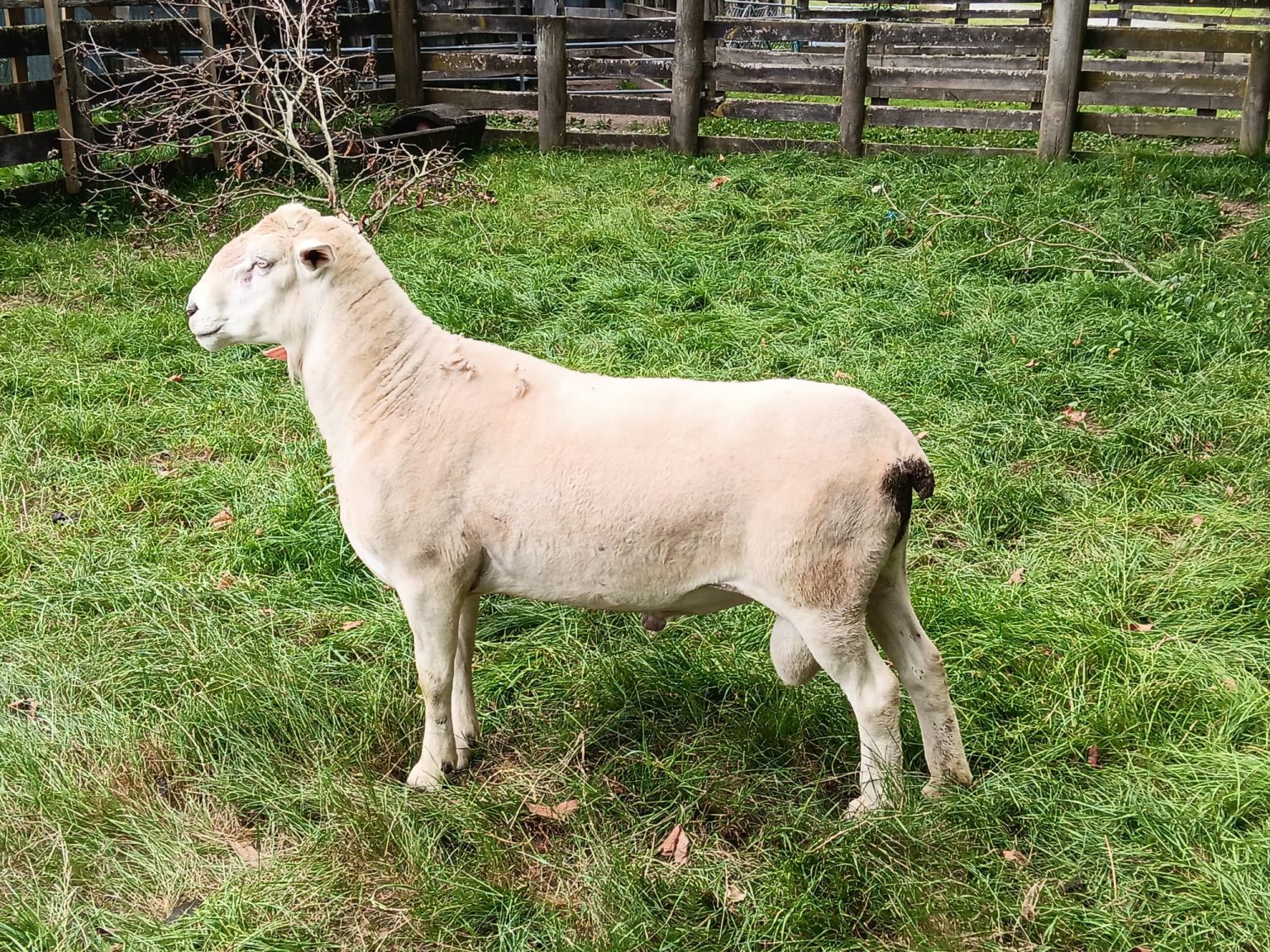 Glenlands SheepMaster 2025 Ram & Ewe Sale - Glenlands Farm